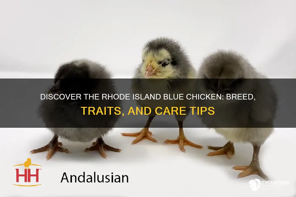 Discover The Rhode Island Blue Chicken: Breed, Traits, And Care Tips ...
