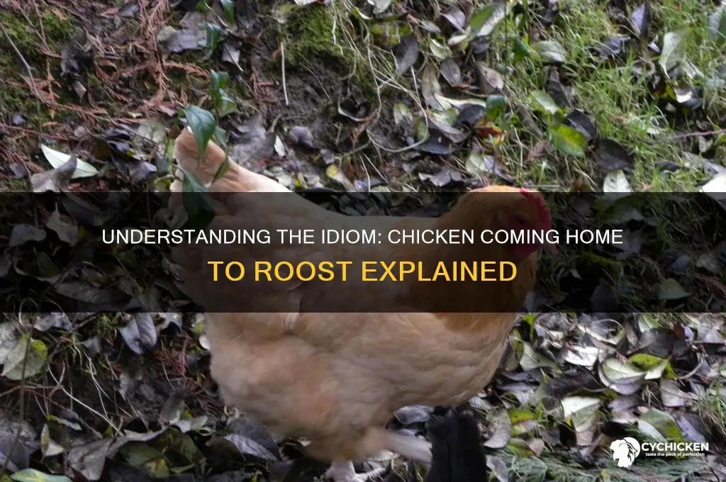 Understanding The Idiom: Chicken Coming Home To Roost Explained | CyChicken