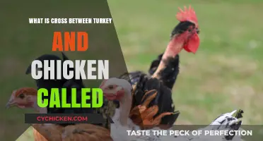 Fowl Vs. Chicken: Understanding The Key Differences And Similarities ...