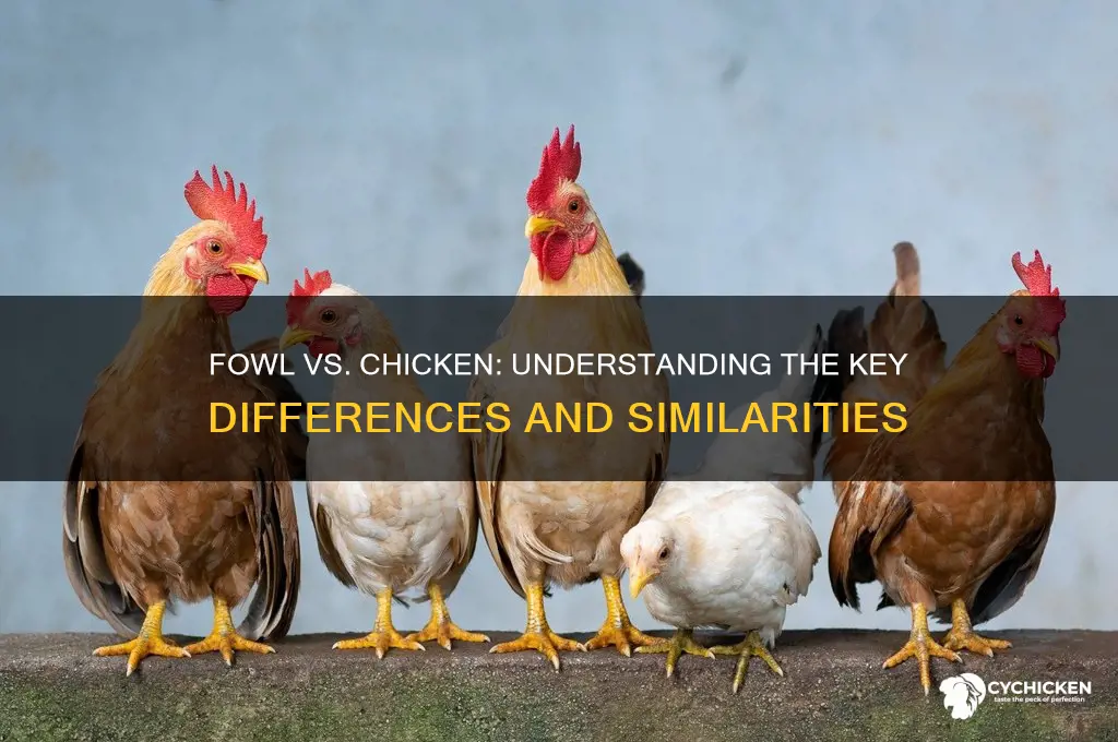 Fowl Vs. Chicken: Understanding The Key Differences And Similarities ...
