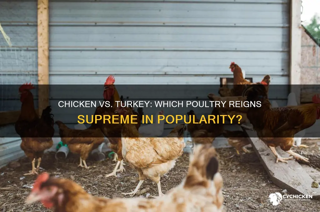 Chicken Vs. Turkey: Which Poultry Reigns Supreme In Popularity? | CyChicken