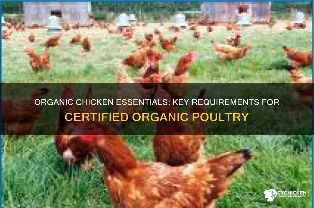 Organic Chicken Essentials: Key Requirements For Certified Organic ...