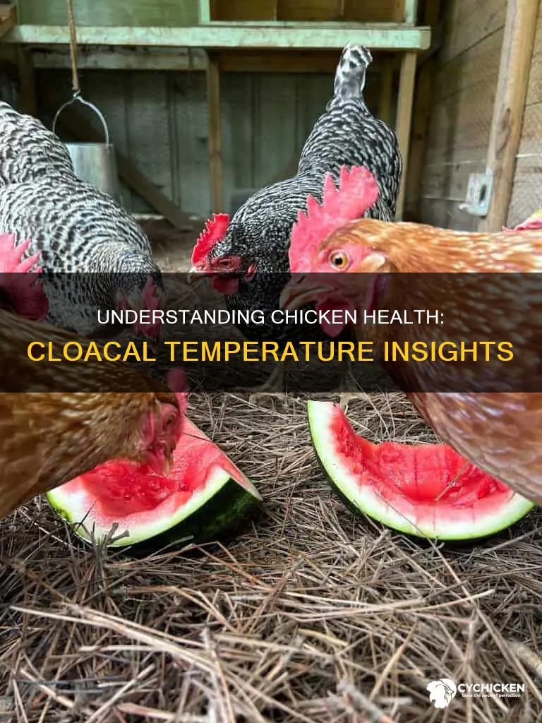 Understanding Chicken Health: Cloacal Temperature Insights | CyChicken