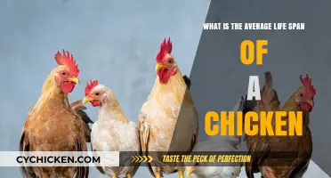 Broiler Chicken Sizes: Understanding The Average | CyChicken