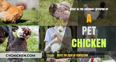 Chicken Legs: How Many To Expect | CyChicken
