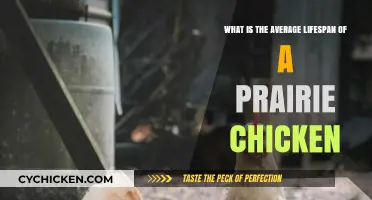 Broiler Chicken Sizes: Understanding The Average | CyChicken