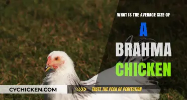 Chicken Leg Weights: What's The Average? | CyChicken