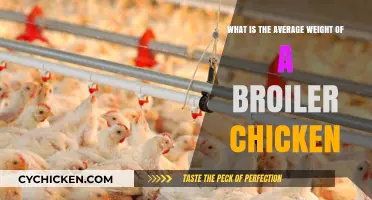 Broiler Chicken Sizes: Understanding The Average | CyChicken