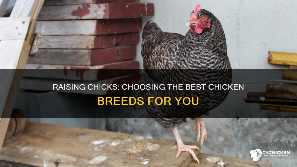 Raising Chicks: Choosing The Best Chicken Breeds For You | CyChicken