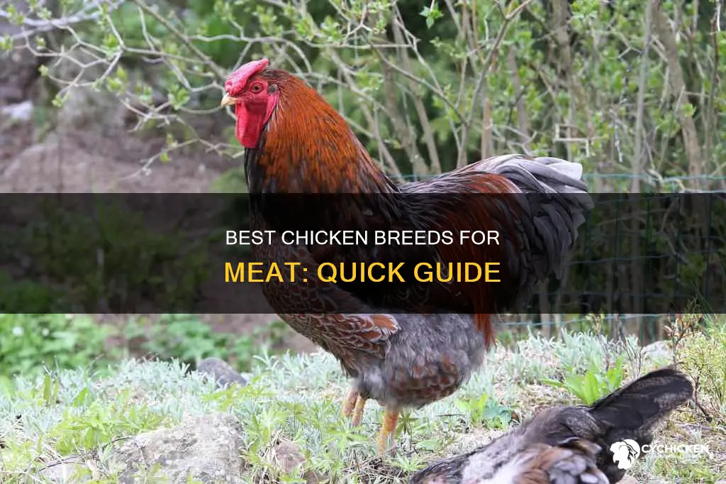 Best Chicken Breeds For Meat: Quick Guide | CyChicken