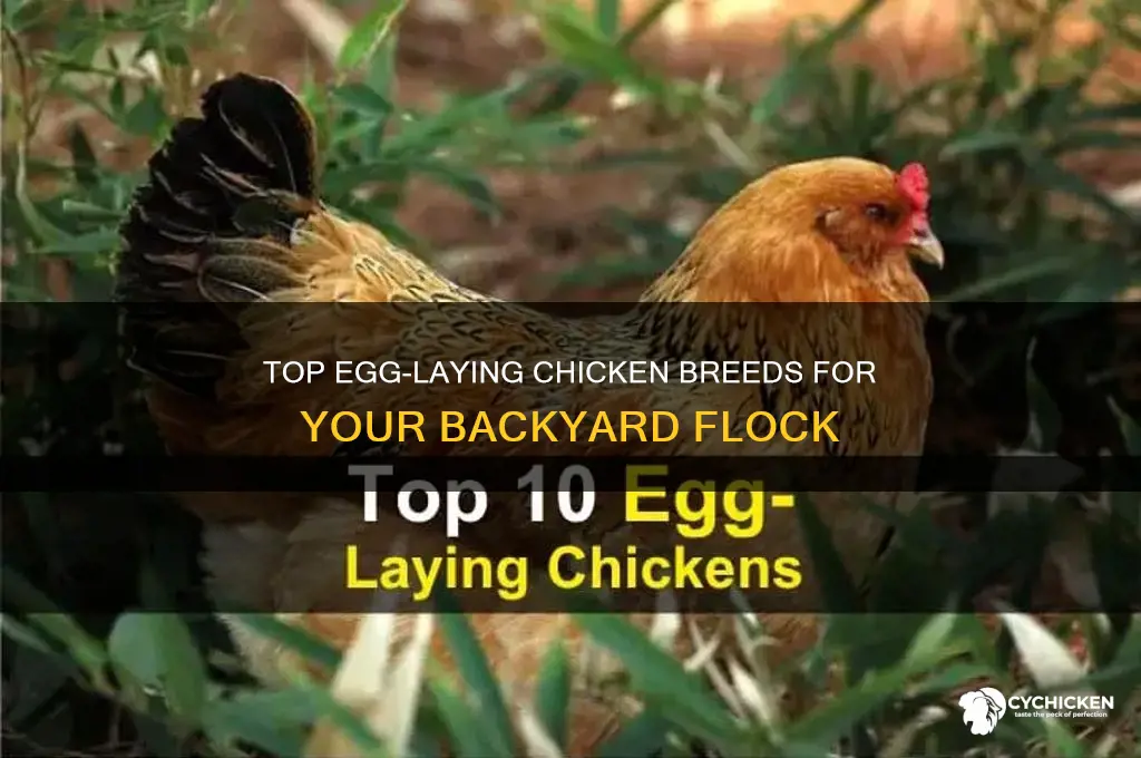 Top Egg-Laying Chicken Breeds For Your Backyard Flock | CyChicken