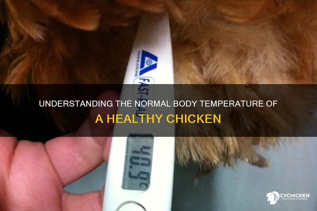 Understanding The Normal Body Temperature Of A Healthy Chicken | CyChicken