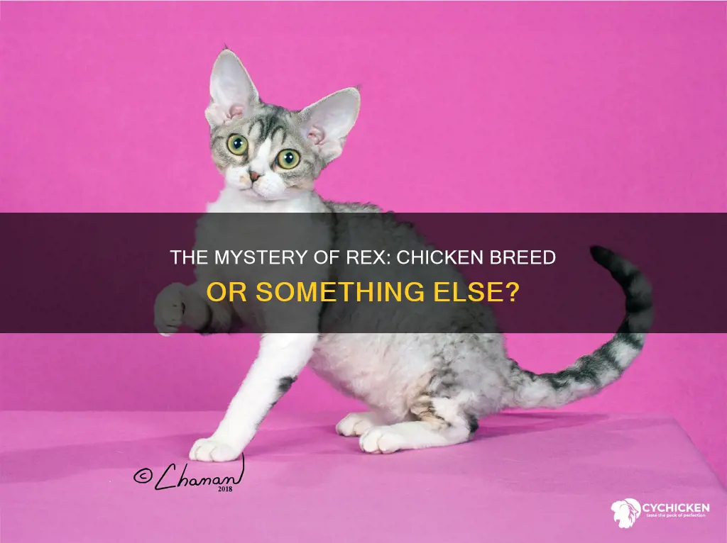 The Mystery Of Rex: Chicken Breed Or Something Else? | CyChicken