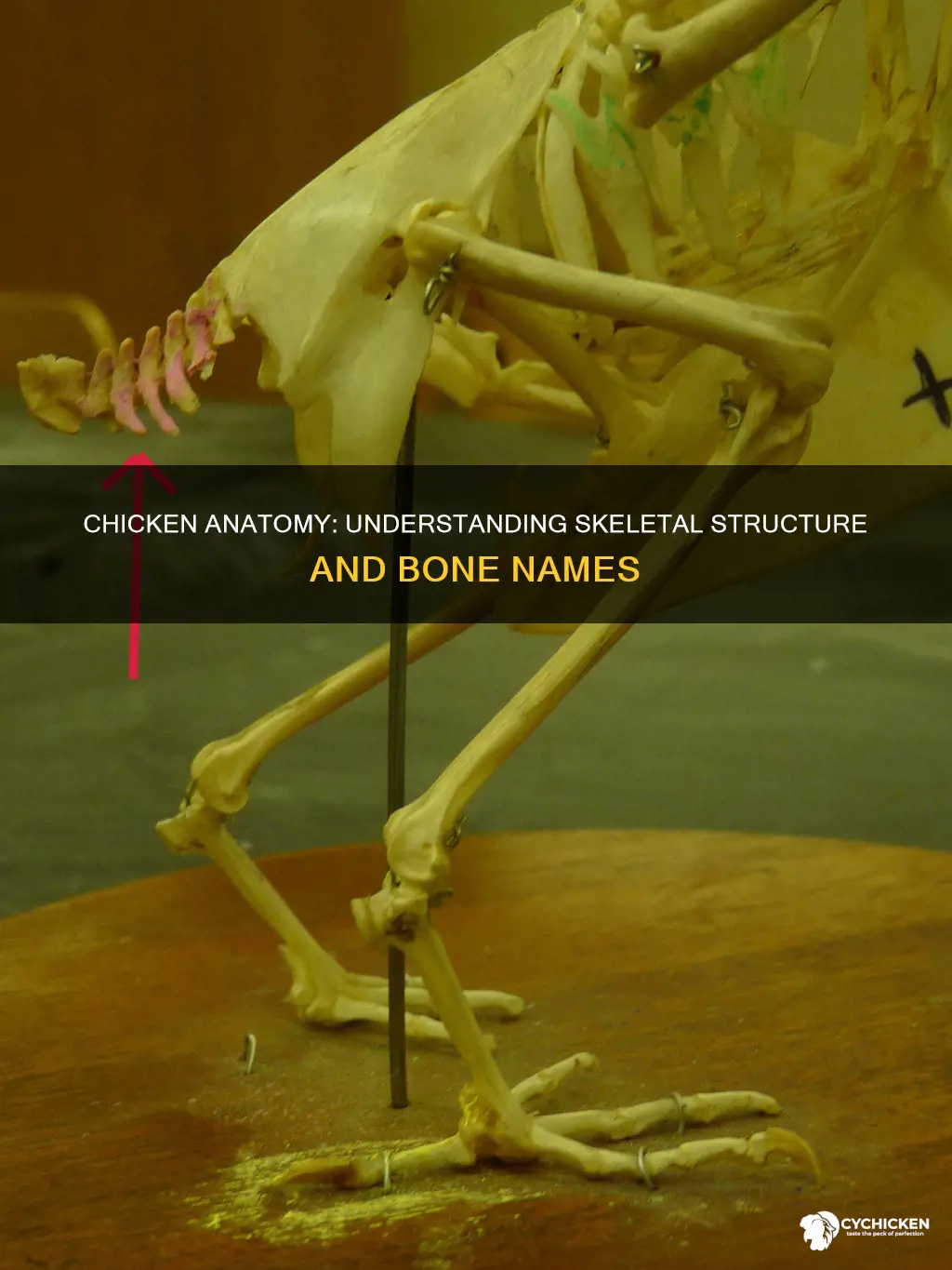 Chicken Anatomy: Understanding Skeletal Structure And Bone Names ...
