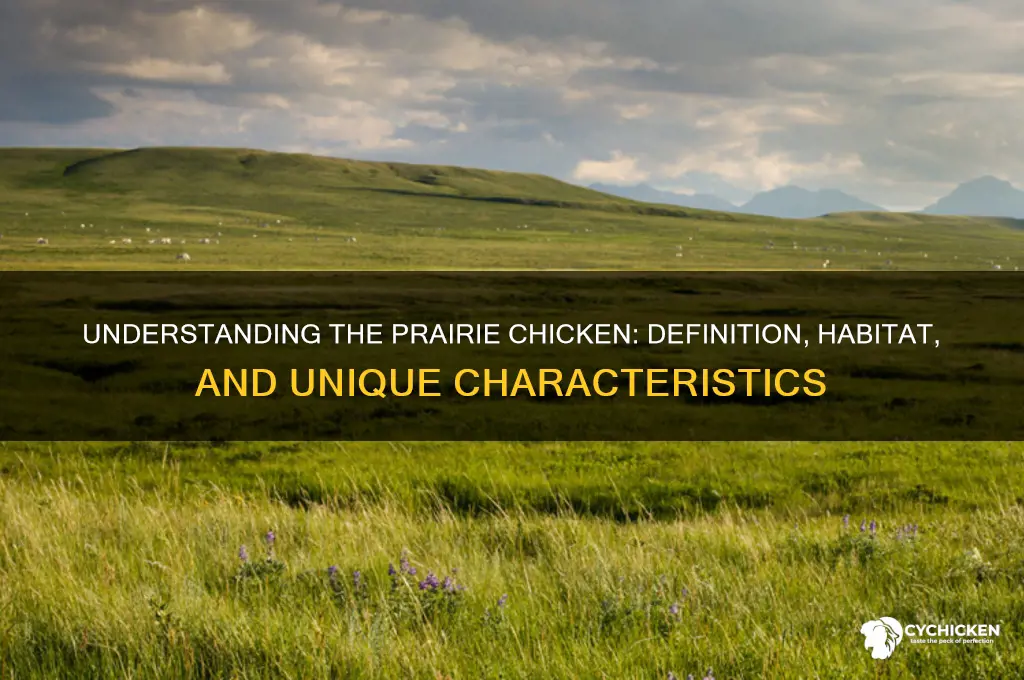 Understanding The Prairie Chicken: Definition, Habitat, And Unique ...