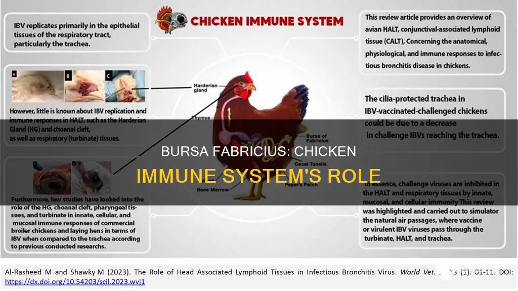 Bursa Fabricius: Chicken Immune System's Role | CyChicken