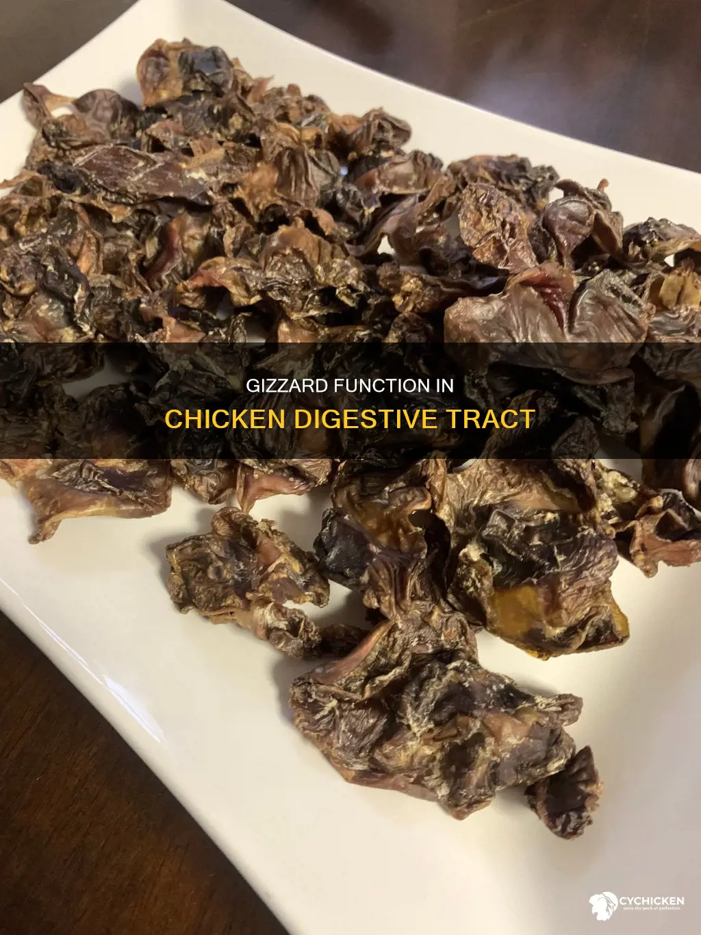 Gizzard Function In Chicken Digestive Tract | CyChicken