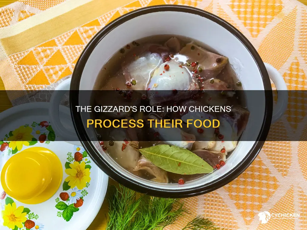 The Gizzard's Role: How Chickens Process Their Food | CyChicken