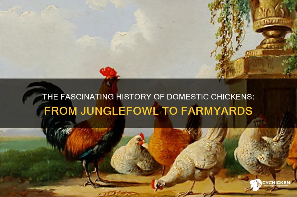 The Fascinating History Of Domestic Chickens: From Junglefowl To ...