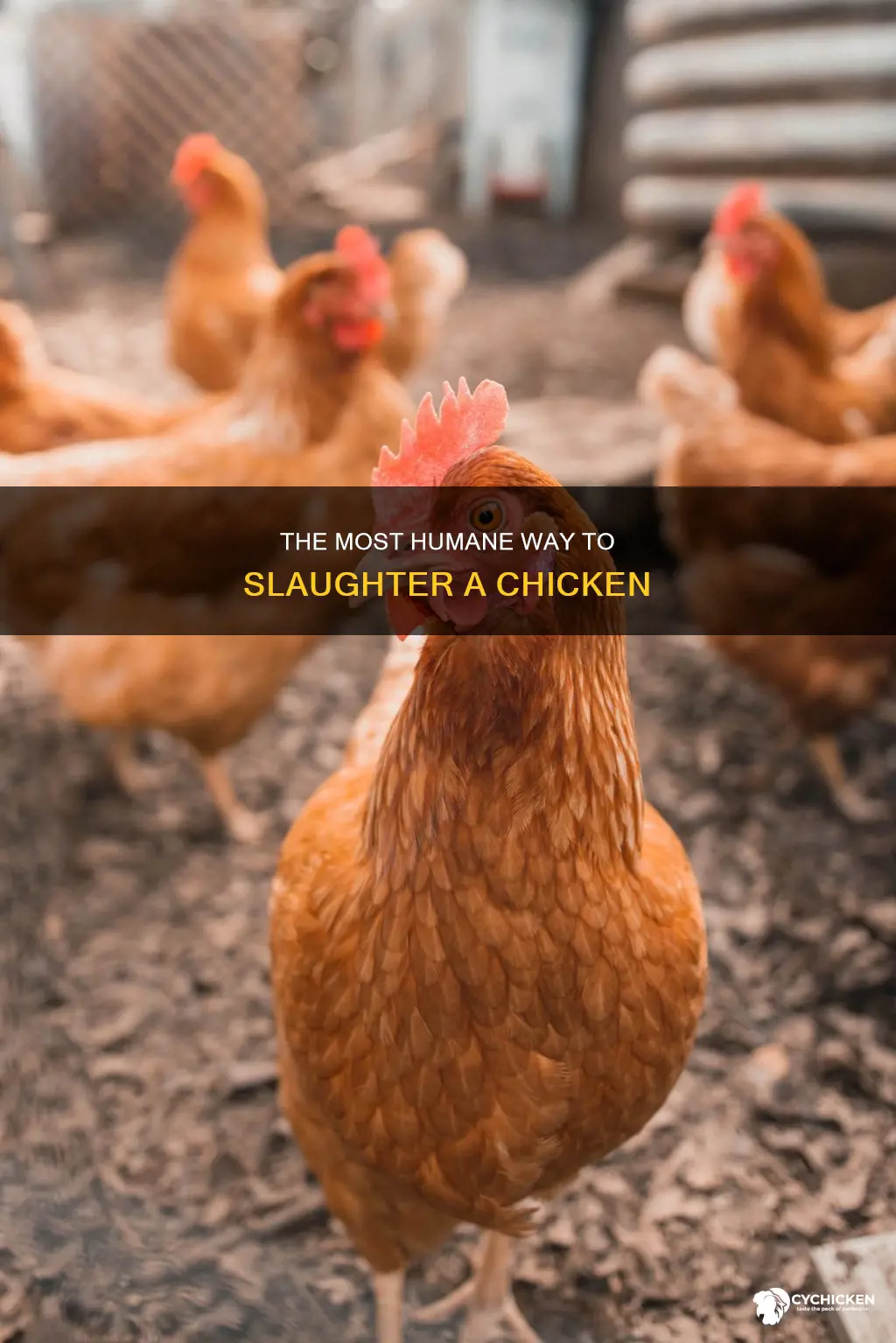 The Most Humane Way To Slaughter A Chicken | CyChicken