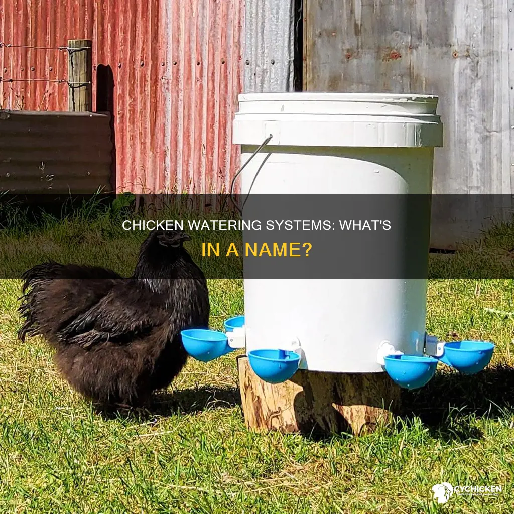 Chicken Watering Systems: What's In A Name? | CyChicken