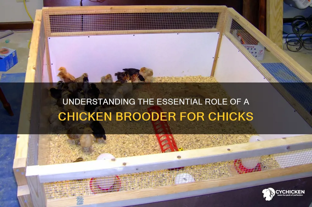 Understanding The Essential Role Of A Chicken Brooder For Chicks ...