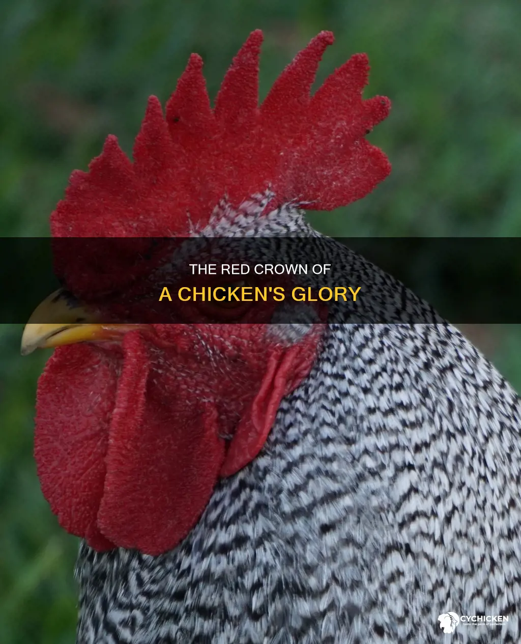 The Red Crown Of A Chicken's Glory | CyChicken