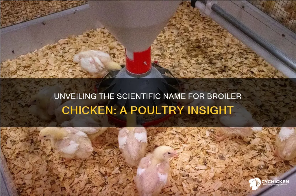 Unveiling The Scientific Name For Broiler Chicken: A Poultry Insight ...