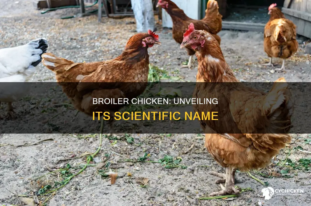 Broiler Chicken: Unveiling Its Scientific Name | CyChicken