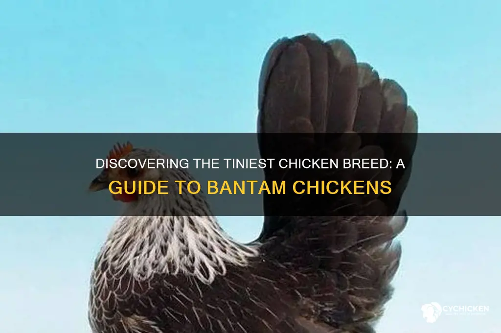 Discovering The Tiniest Chicken Breed: A Guide To Bantam Chickens ...