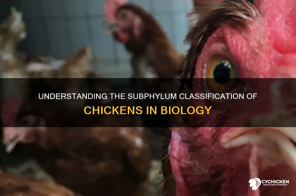 Understanding The Subphylum Classification Of Chickens In Biology ...