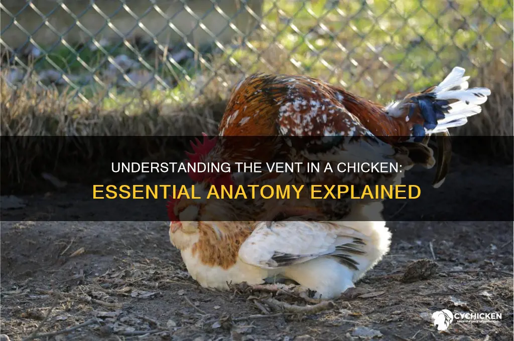 Understanding The Vent In A Chicken: Essential Anatomy Explained ...