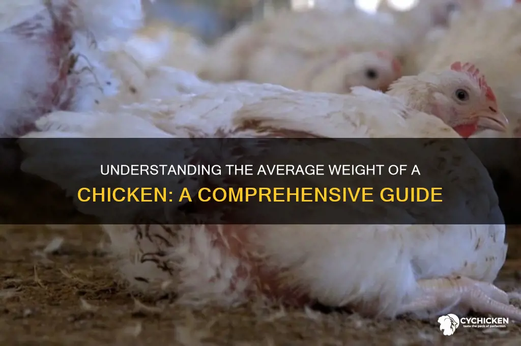 Understanding The Average Weight Of A Chicken: A Comprehensive Guide ...