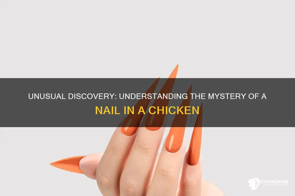 Unusual Discovery: Understanding The Mystery Of A Nail In A Chicken ...