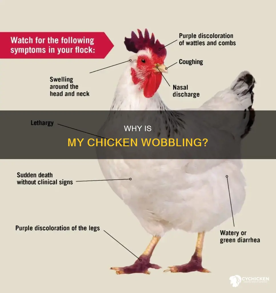 Why Is My Chicken Wobbling? | CyChicken