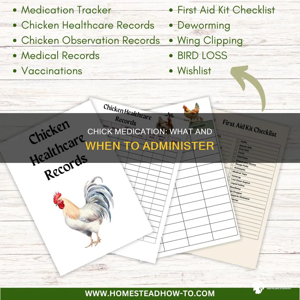 Chick Medication: What And When To Administer | CyChicken