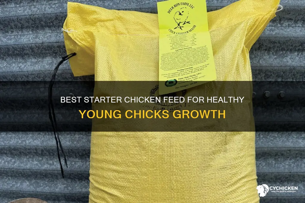 Best Starter Chicken Feed For Healthy Young Chicks Growth | CyChicken