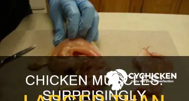 Chicken Muscles: Surprisingly Larger Than Humans | CyChicken