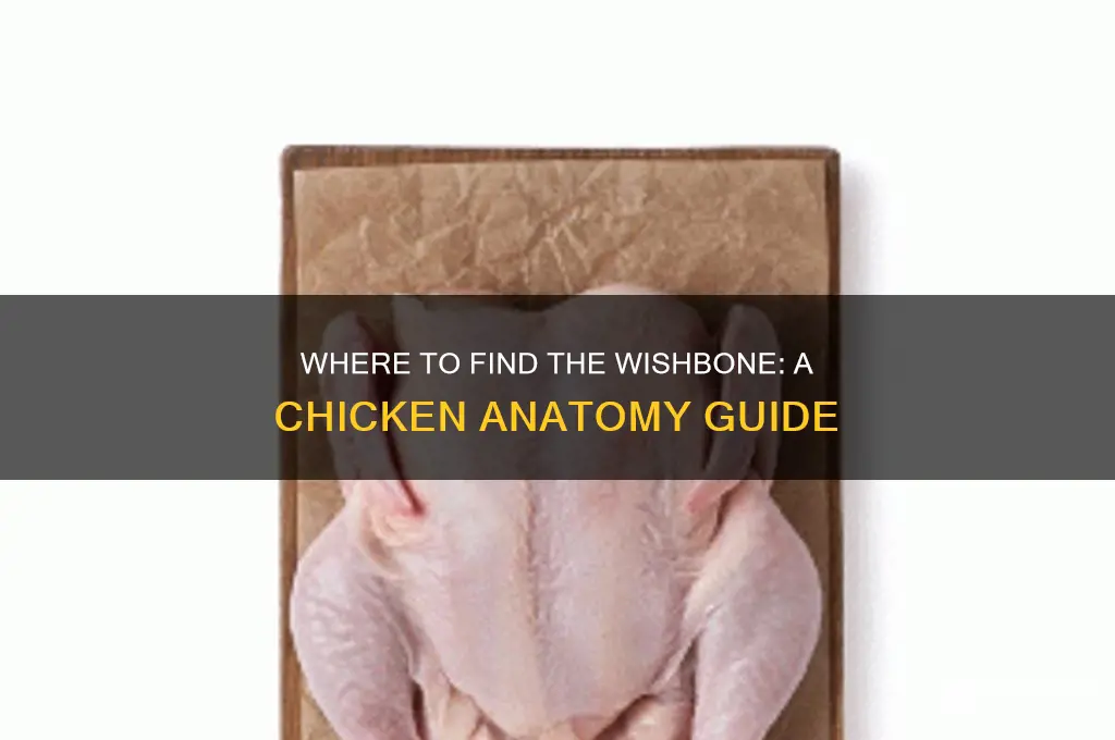 Where To Find The Wishbone: A Chicken Anatomy Guide | CyChicken