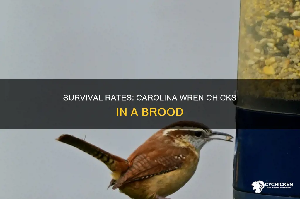Survival Rates: Carolina Wren Chicks In A Brood | CyChicken