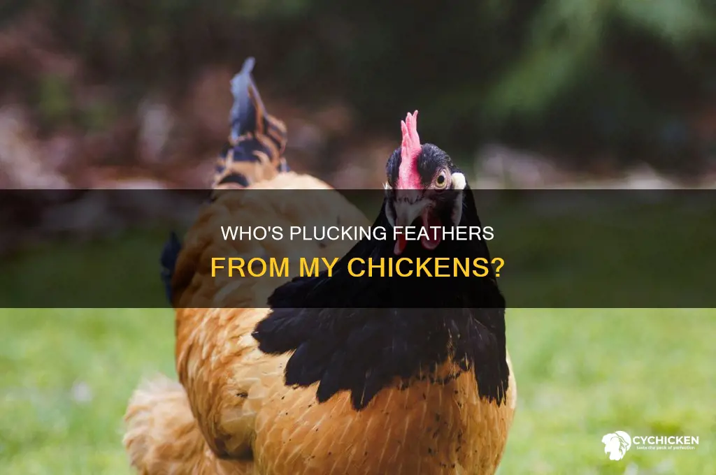 Who's Plucking Feathers From My Chickens? | CyChicken