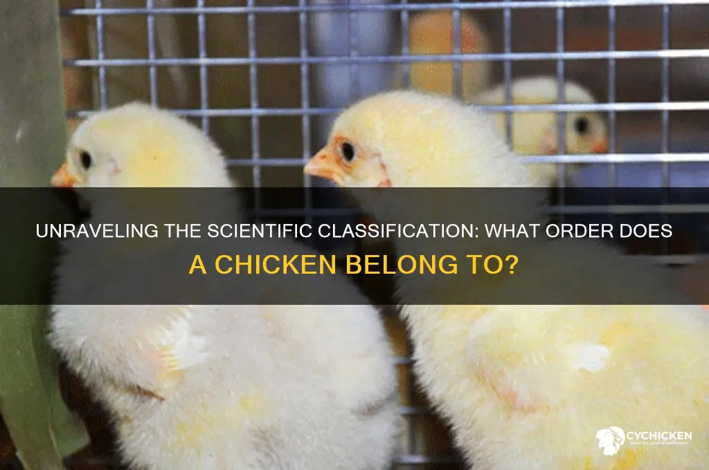 Unraveling The Scientific Classification: What Order Does A Chicken ...