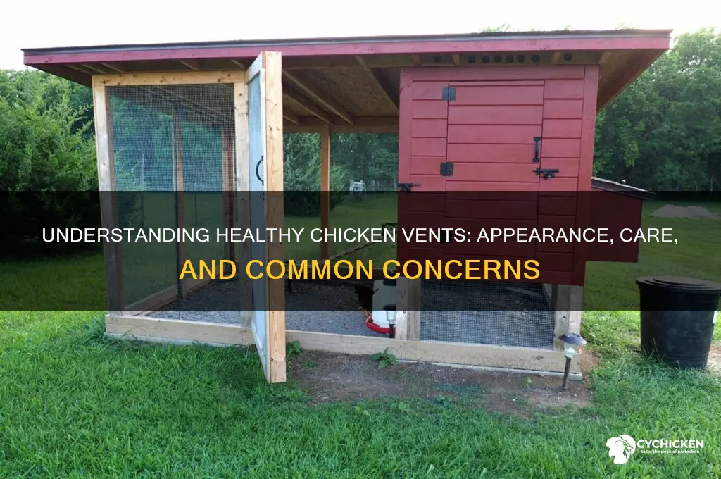 Understanding Healthy Chicken Vents: Appearance, Care, And Common ...