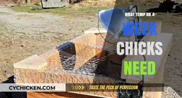 Ideal Brooder Temperature For 4-Week-Old Chicks: A Complete Guide ...