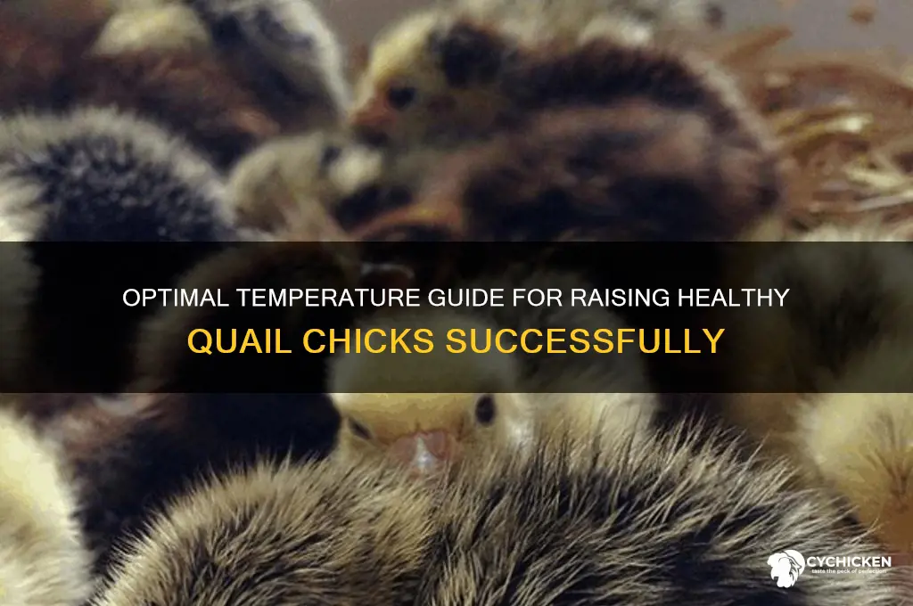 Optimal Temperature Guide For Raising Healthy Quail Chicks Successfully ...