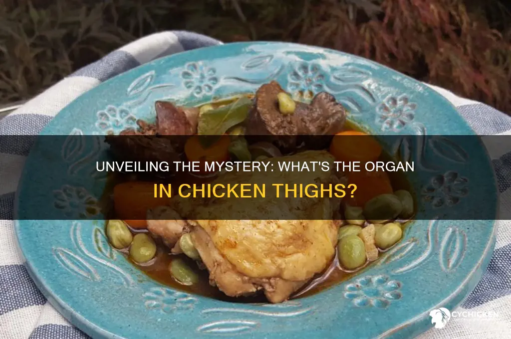 Unveiling The Mystery: What's The Organ In Chicken Thighs? | CyChicken