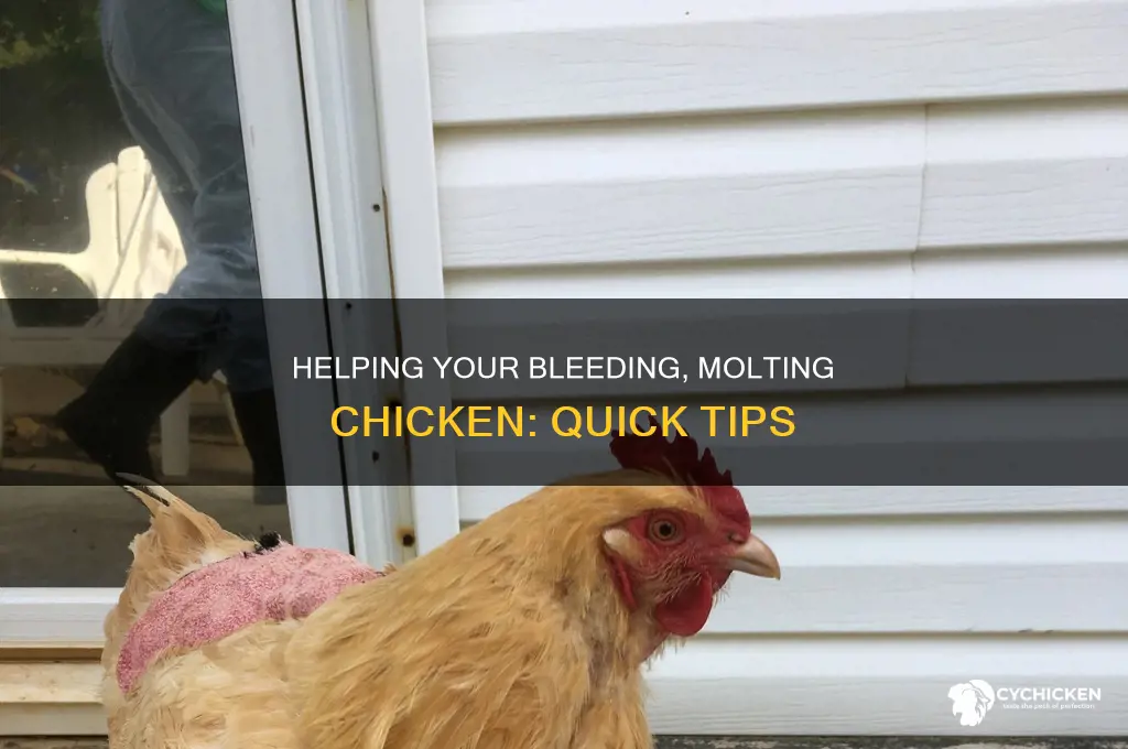 Helping Your Bleeding, Molting Chicken: Quick Tips | CyChicken