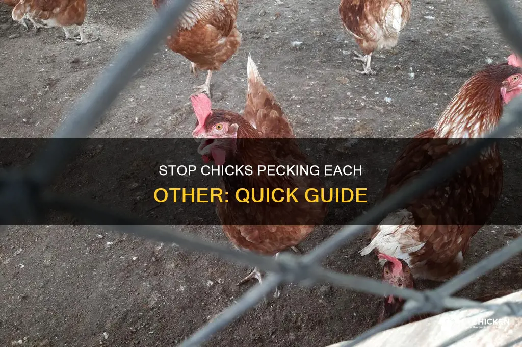 Stop Chicks Pecking Each Other: Quick Guide | CyChicken