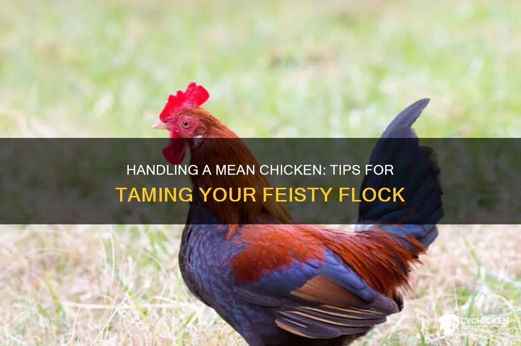 Handling A Mean Chicken: Tips For Taming Your Feisty Flock | CyChicken
