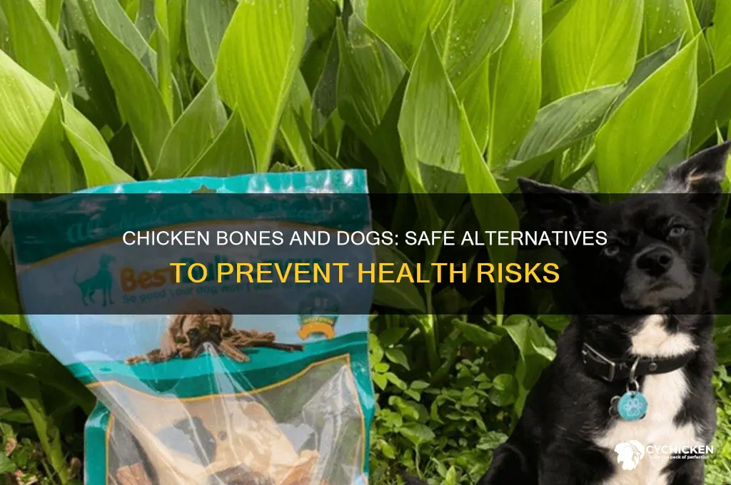 Chicken Bones And Dogs: Safe Alternatives To Prevent Health Risks ...